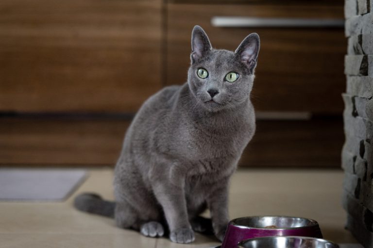 Russian Blue Cat Breed: Info, Pictures, Temperament & More - Catster