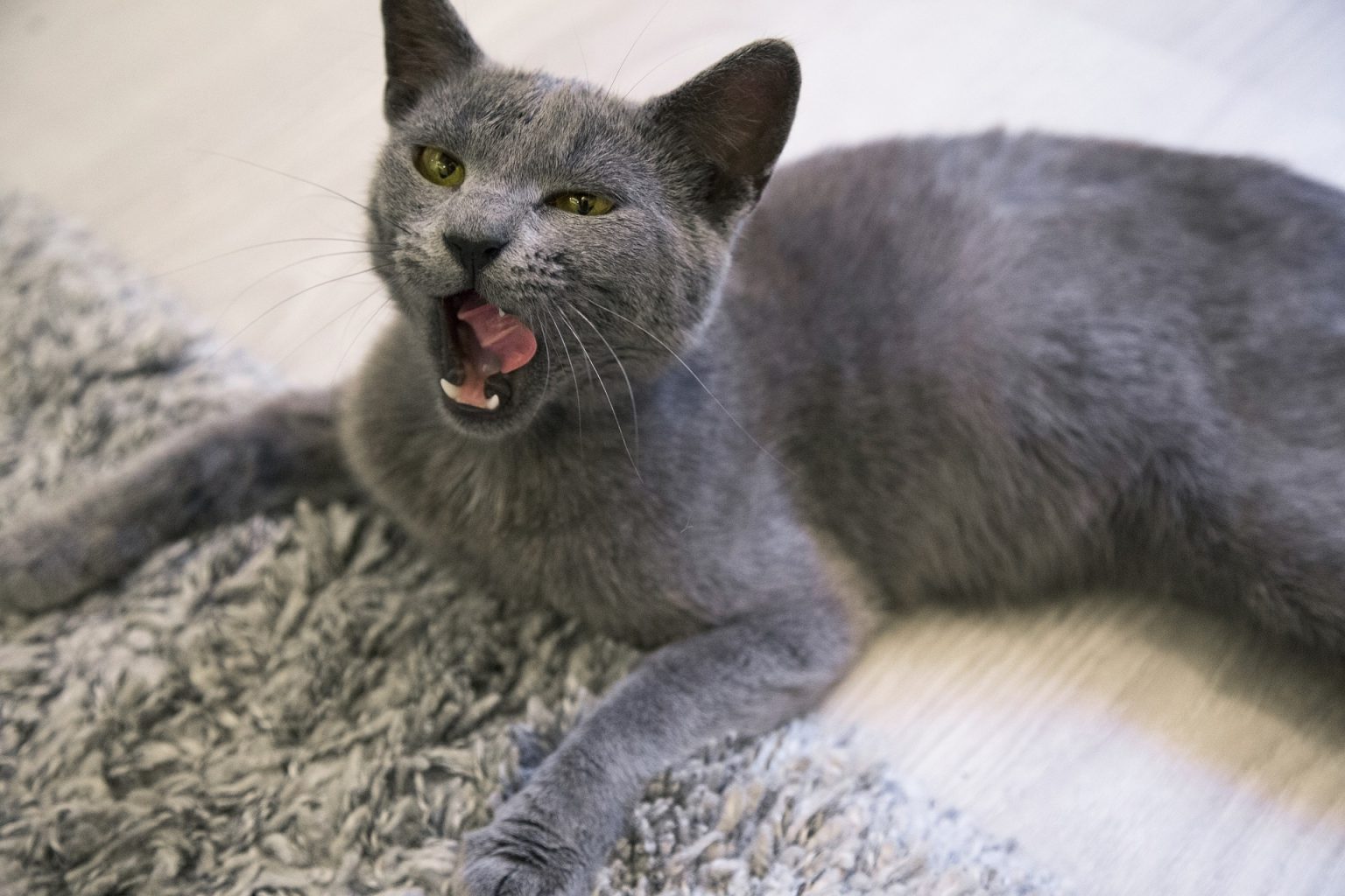 Russian Blue Cat Breed: Info, Pictures, Temperament & More - Catster