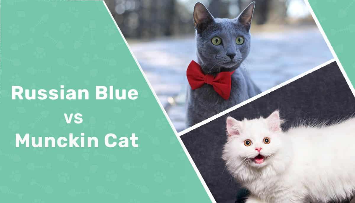 Russian Blue vs. Munchkin Cat — What's the Difference? (With Pictures ...