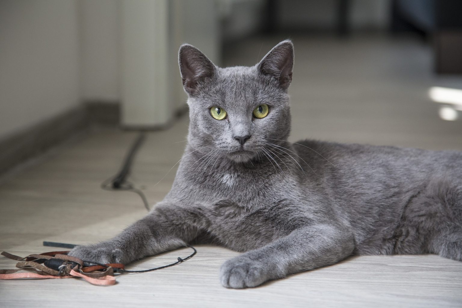 Russian Blue Cat Breed: Info, Pictures, Temperament & More - Catster