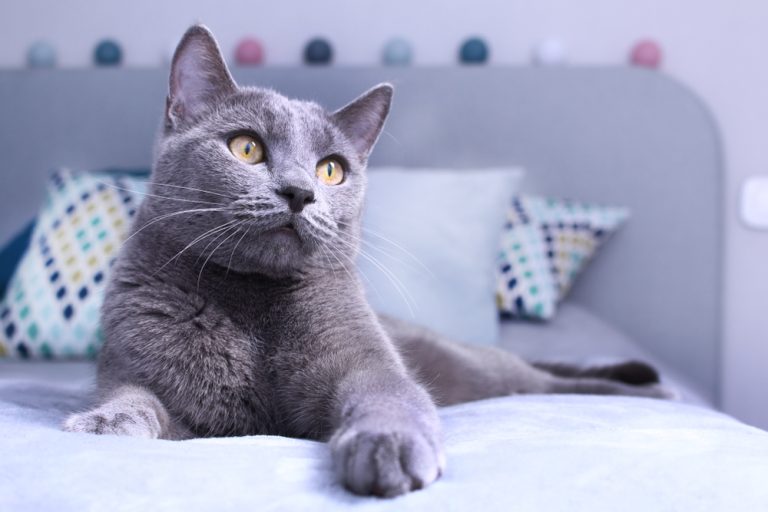 Purebred vs Mixed Breed Cats: Pros, Cons & Which To Choose? (Vet ...