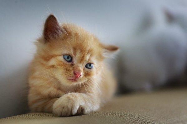 Fading Kitten Syndrome: Our Vet Explains Symptoms, Causes & Treatments ...