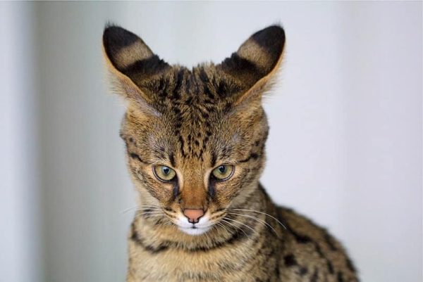 15 Savannah Cat Colors & Patterns (With Pictures) - Catster
