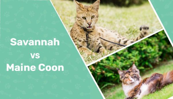 Is a Maine Coon Savannah Mix Possible? What You Need to Know! - Catster