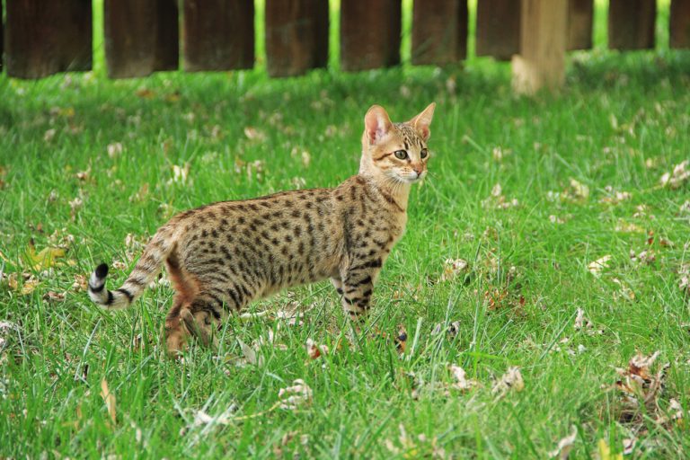 15 Savannah Cat Colors & Patterns (With Info & Pictures) - Catster