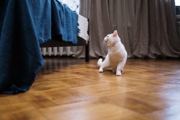 My Cat Is a Scaredy Cat: 5 Tips to Make Them Feel More Secure - Catster