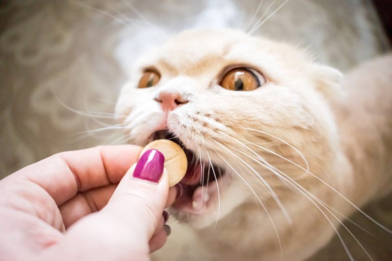 7 Best Cat Calming Supplements for Anxiety & Stress in 2025 - Reviews ...
