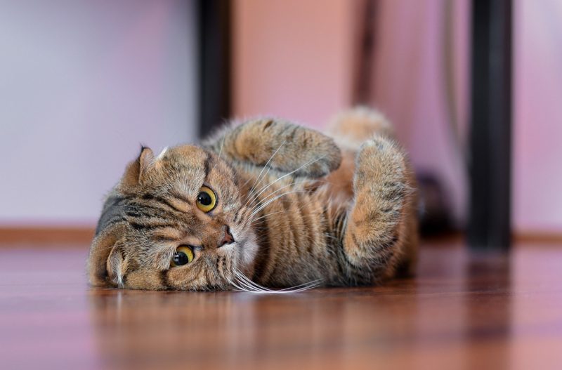 Scottish Fold British Shorthair Cat Mix Info Pictures Temperament