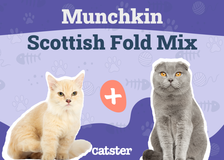 Scottish Fold Munchkin Mix Cat Breed: Info, Pictures, Temperament ...