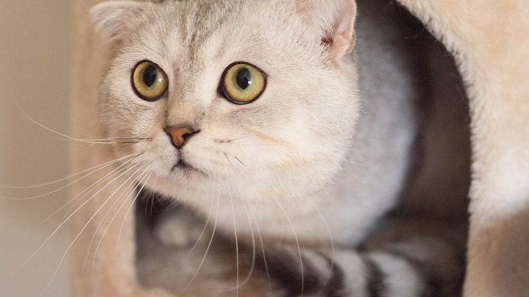 18 Cat Breeds With Huge Eyes (With Info & Pictures) - Catster