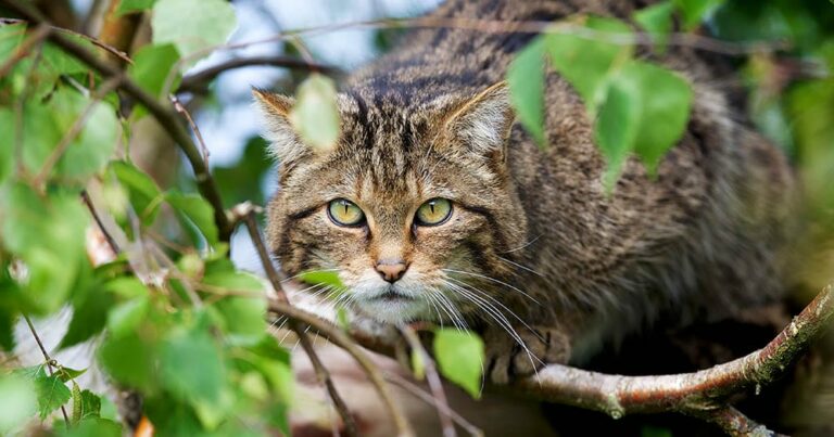 Back From the Brink - Scottish Wildcats Getting a Second Chance - Catster