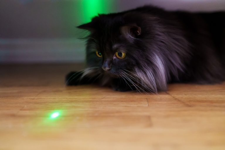 Does My Cat Understand Laser Pointers? Vet-Verified Facts & Tips - Catster