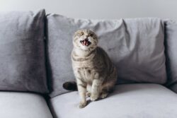 Why Does My Cat Attack Me & No One Else? 7 Vet-Reviewed Reasons & What ...