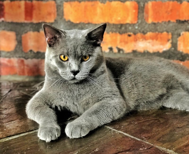 15 Grey Cat Breeds (With Pictures) - Catster