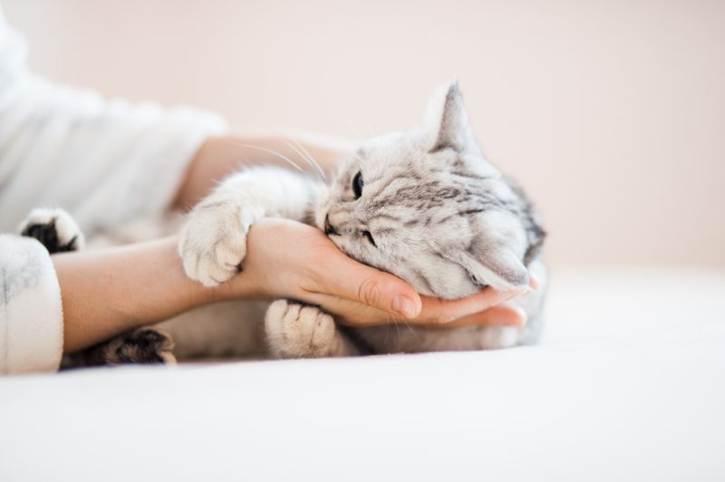 Why Do Cats Bunny Kick? 3 Vet-Reviewed Reasons - Catster