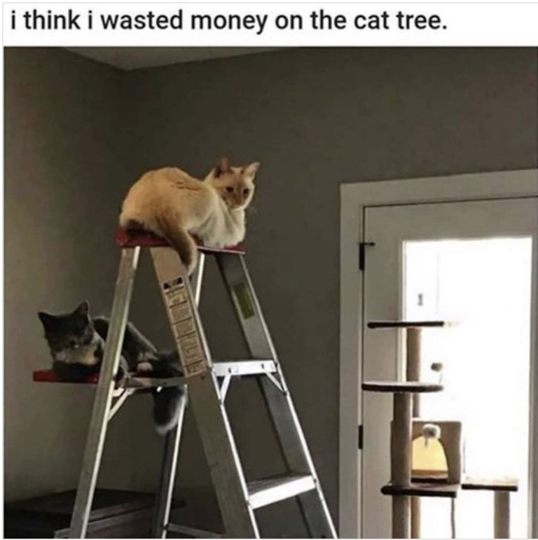 50 Cute Cat Memes – Adorable Jokes for Feline Lovers - Catster