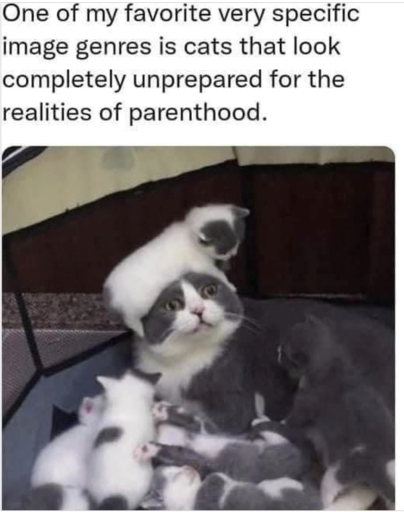 50 Cute Cat Memes – Adorable Jokes for Feline Lovers - Catster