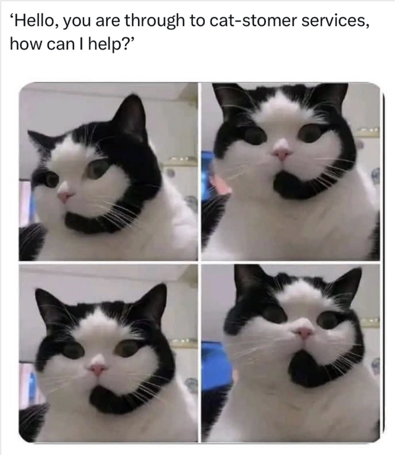 50 Cute Cat Memes – Adorable Jokes for Feline Lovers - Catster