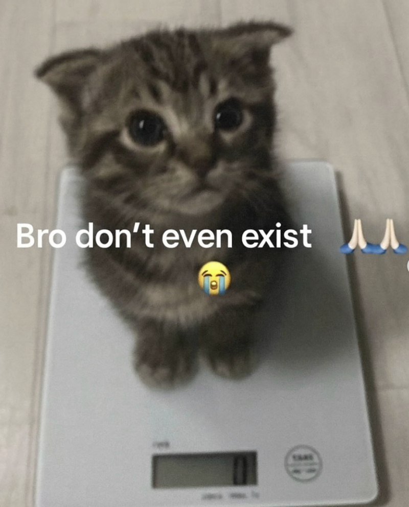 50 Cute Cat Memes – Adorable Jokes for Feline Lovers - Catster
