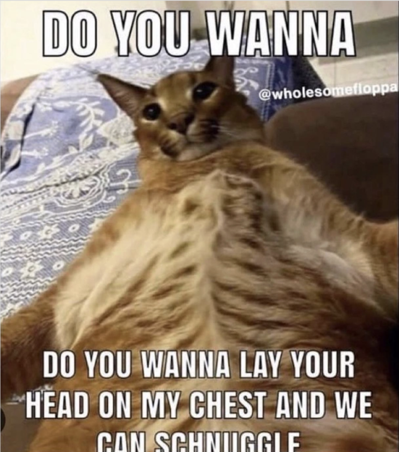 48 Fat Cat Memes: The Best Hilariously Tubby Cats - Catster