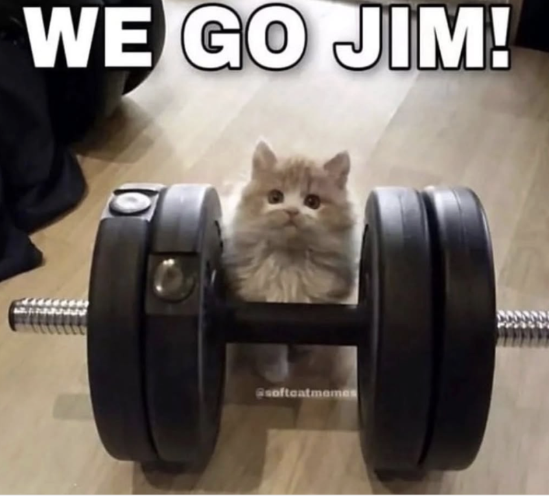 48 Fat Cat Memes: The Best Hilariously Tubby Cats - Catster