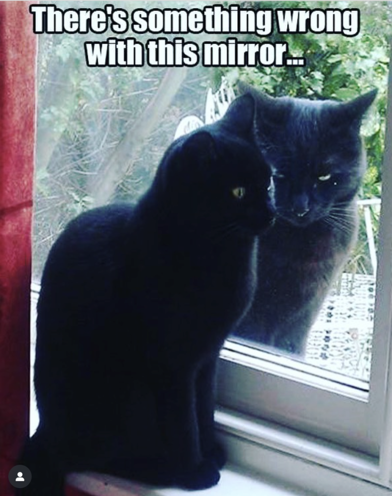 50 Black Cat Memes – Silly & Adorable Felines - Catster