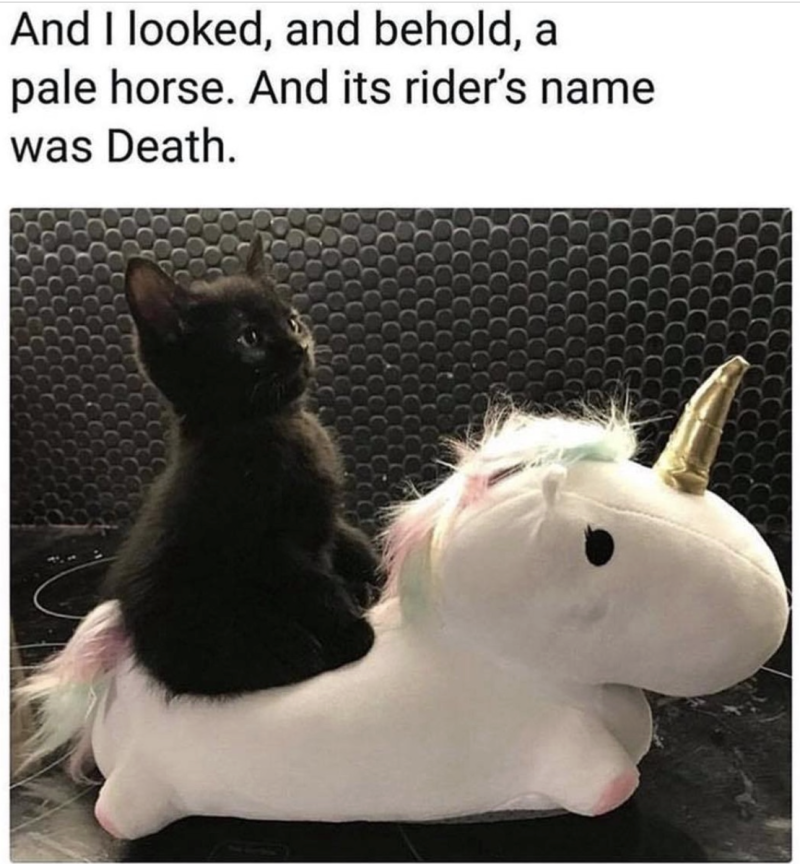 50 Black Cat Memes – Silly & Adorable Felines - Catster