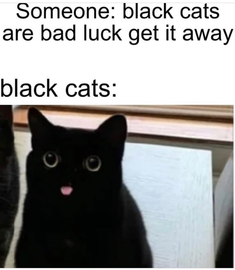 50 Black Cat Memes – Silly & Adorable Felines - Catster