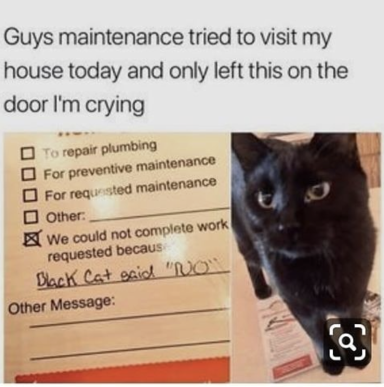 50 Black Cat Memes – Silly & Adorable Felines - Catster