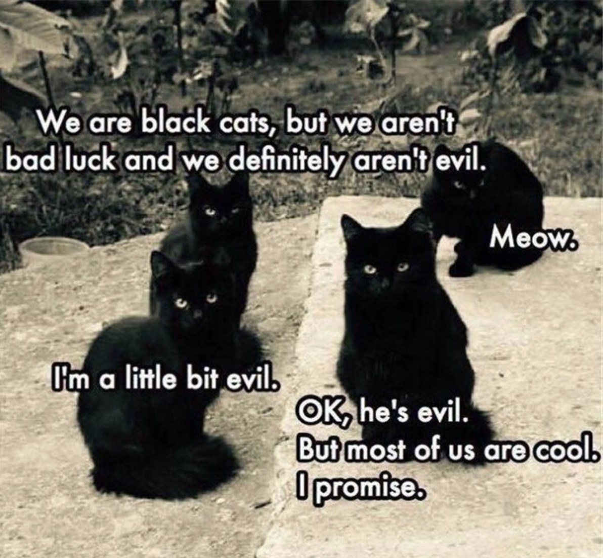 50 Black Cat Memes Silly And Adorable Felines Catster