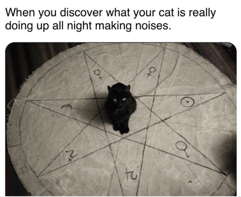 50 Black Cat Memes – Silly & Adorable Felines - Catster