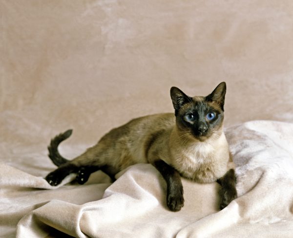 33 Striking Siamese Cat Colors (With Pictures) - Catster