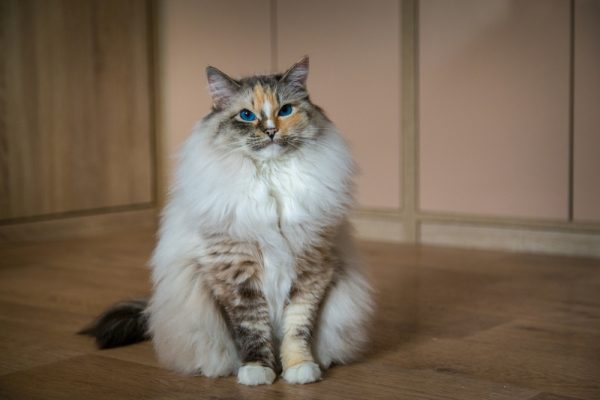 Can Ragdoll Cats Be Calico? Vet-Verified Facts & FAQ - Catster