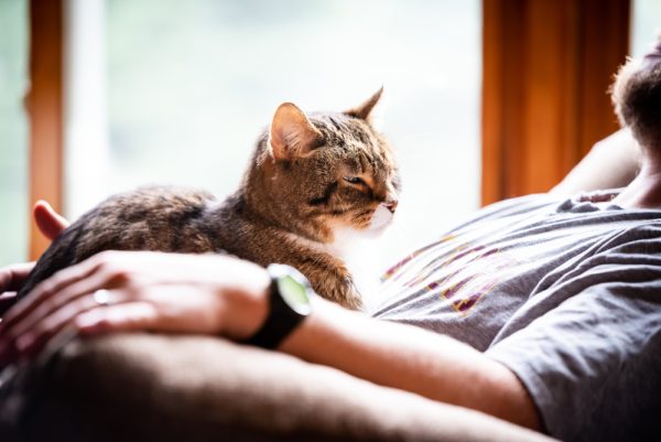 Why Is My Cat Laying On Me All of a Sudden? 12 Vet-Reviewed Reasons ...