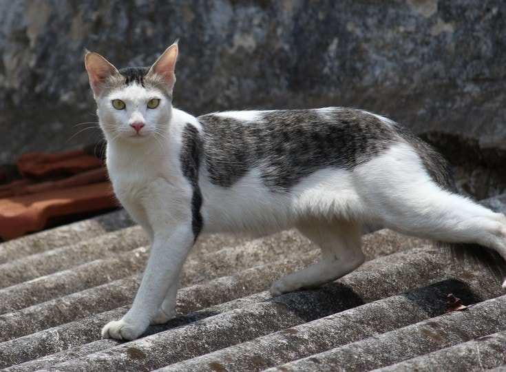 Serrade Petit Cat Breed: Pictures, Temperament & Traits - Catster