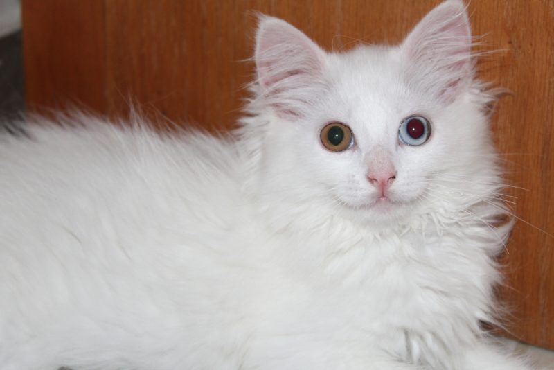 6 Egyptian Cat Breeds: Info, Pictures, Facts & History - Catster