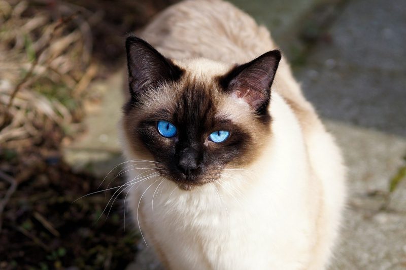 Siamese Cat Breed: Info, Pictures, Temperament & Traits - Catster