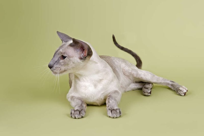 Lilac Point Siamese Cat Breed: Info, Pictures, Temperament & Traits ...
