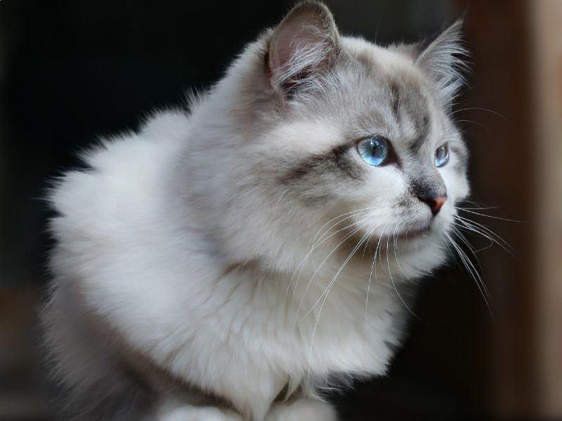 13 Cat Breeds With Ear Tufts (With Info & Pictures) - Catster