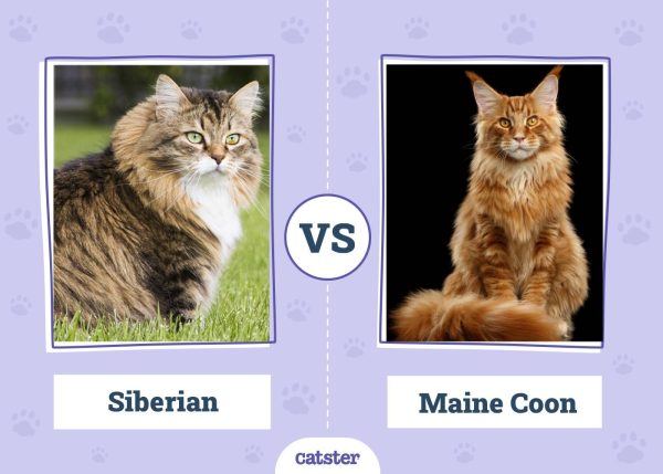 Siberian Cat vs. Maine Coon: What’s the Difference? (With Pictures ...