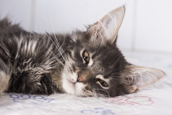 Heart Disease in Cats: Our Vet Explains the Signs, Causes & Treatment ...