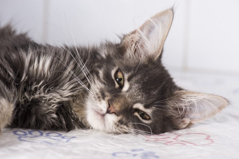 When to Euthanize a Cat? Vet-Reviewed Factors & FAQ - Catster