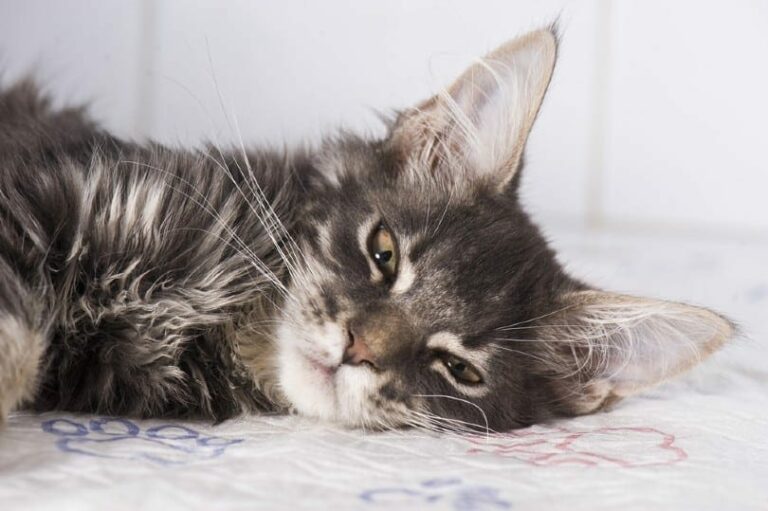Blood Clots in Cats (Aortic Thromboembolism) – Vet Answer on Causes ...