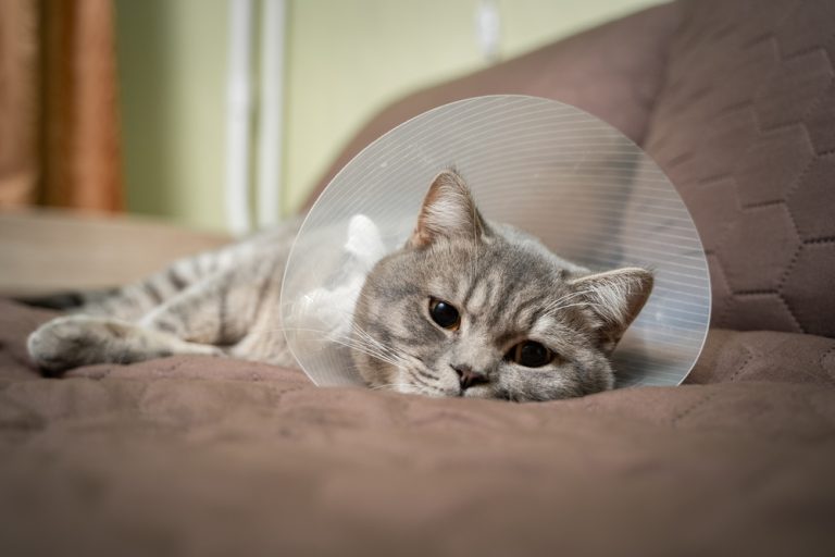 Female Cat Behavior After Spaying: Vet Reviewed Changes to Expect - Catster