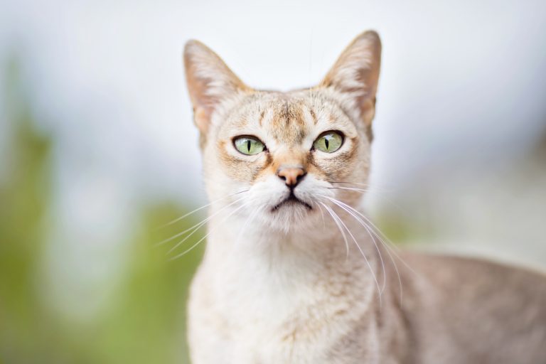 15 Shorthaired Cat Breeds (With Info & Pictures) - Catster