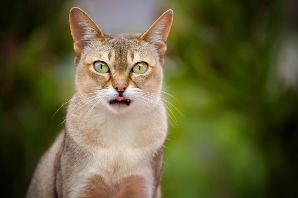 8 Brown Cat Breeds (With Info & Pictures) - Catster