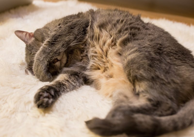 Why Do Cats Cover Their Face When They Sleep? 5 Likely Reasons (Vet ...