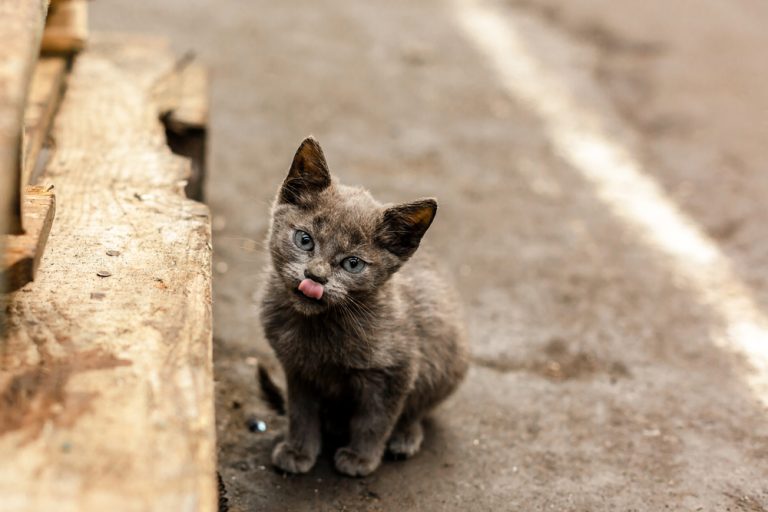 How to Catch a Stray Kitten: 5 Proven Methods (Vet-Verified) - Catster