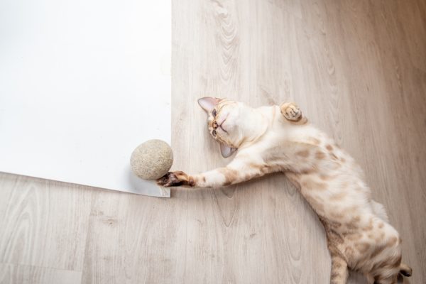 7 Favorite Cat Stretches (With Infographic) - Catster