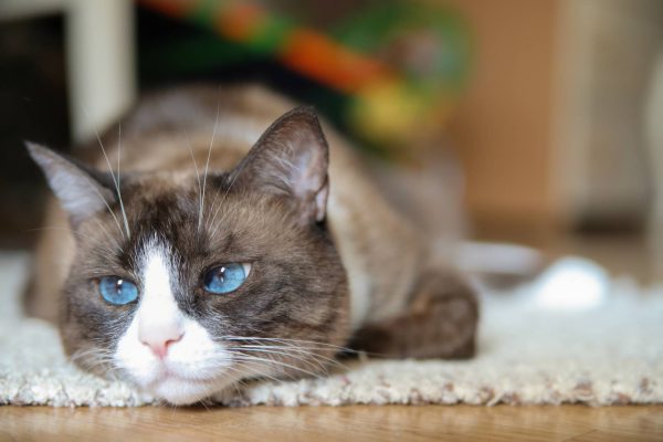 11 Snowshoe Cat Facts: Vet Reviewed Insights on Origin, Appearance ...